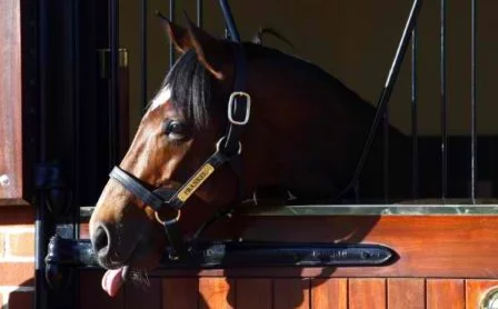 Frankel: Everything you need to know - Great British Racing