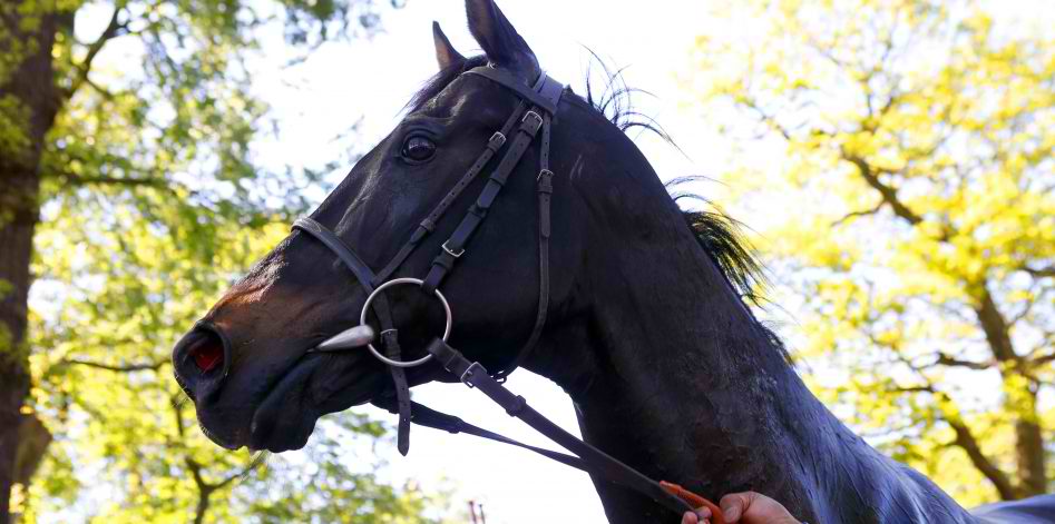 What next? 6 successfully retrained horses - Great British Racing