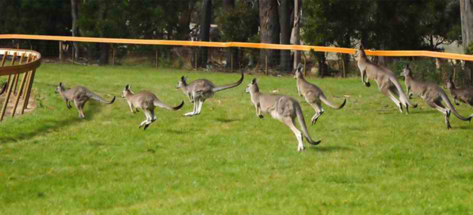 Animals causing havoc at the races - Great British Racing