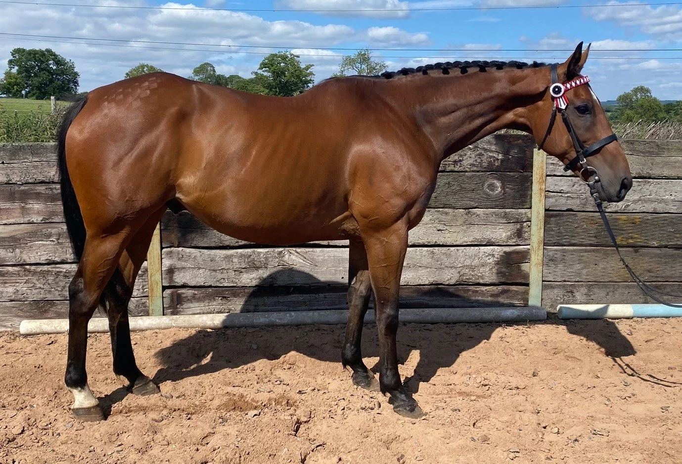 Top ex-racehorses entered for showing event - Great British Racing