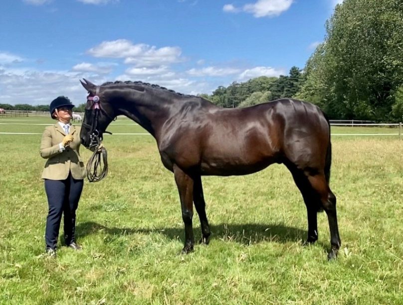 Top ex-racehorses entered for showing event - Great British Racing