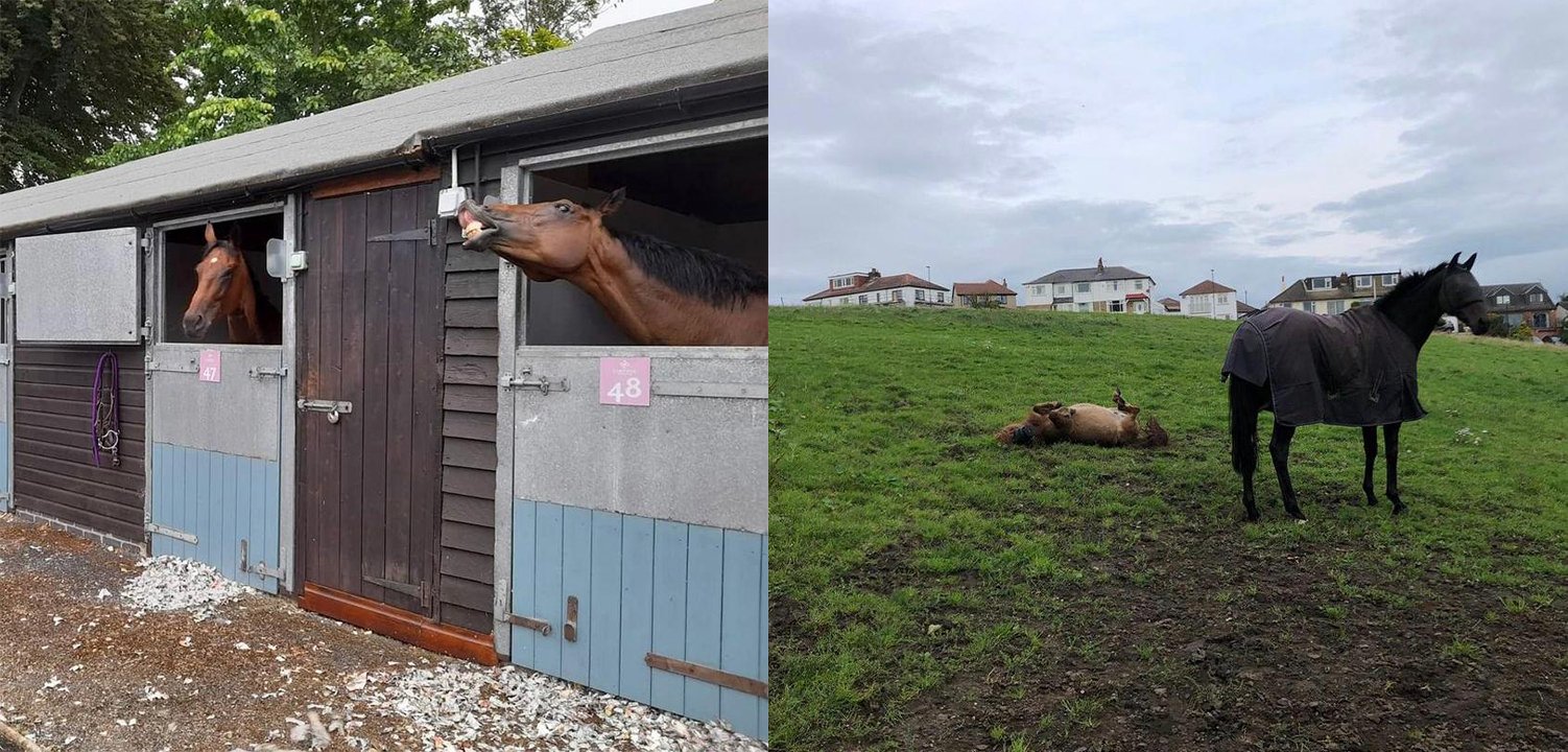 In The Spotlight | Love The Racehorse with Sam England - Great British ...