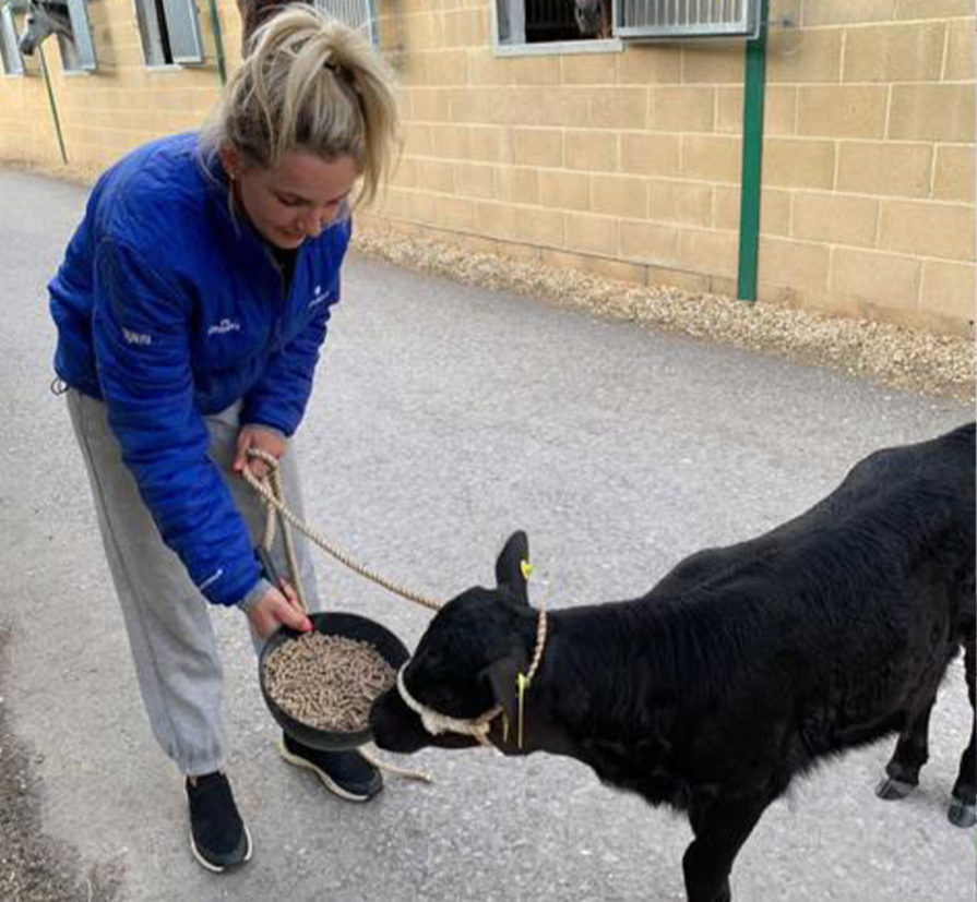 The life of stable staff at Christmas: Blog by Sarah Peacock - Great ...