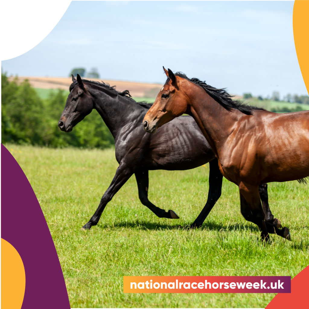 National Racehorse Week: Book Your Place Now! - Great British Racing