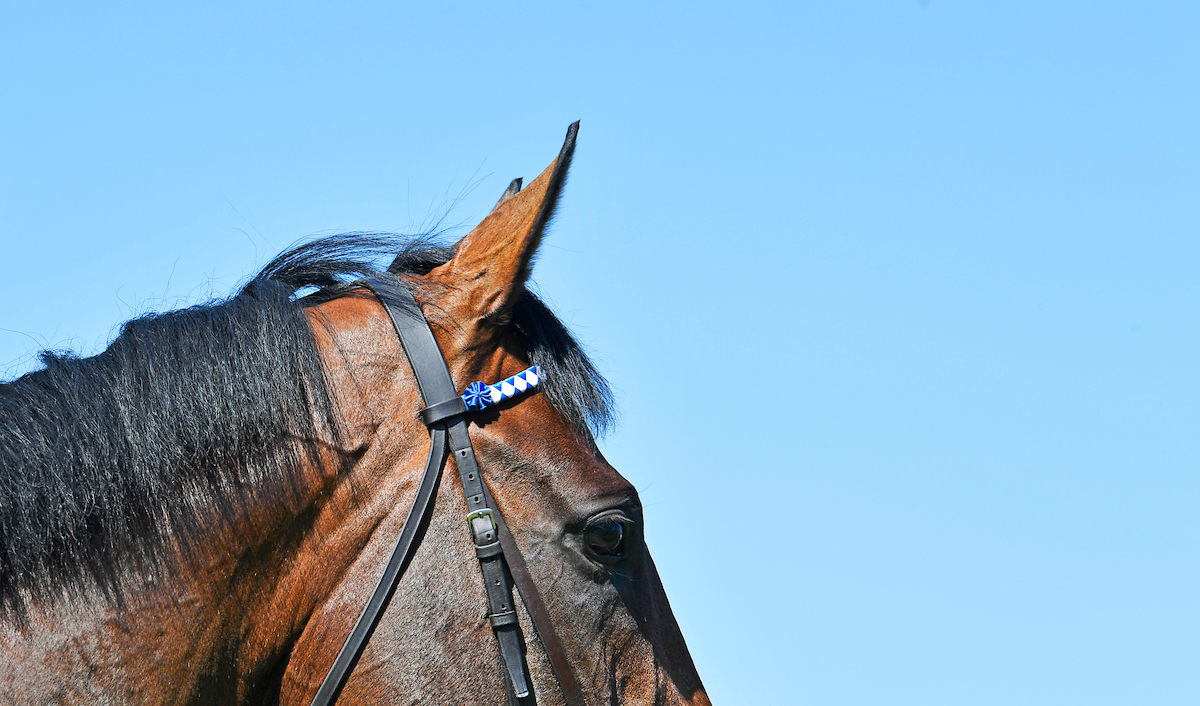 Baaeed - A Legend - Great British Racing