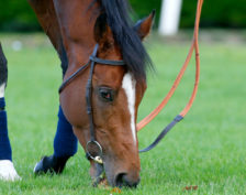 The Equine Fitness Plan - How racehorses get fit - Great British Racing