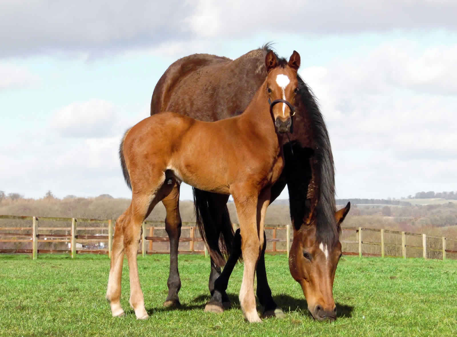 National Racehorse Week - Meet the Mini-Stars of Racing - Great British ...