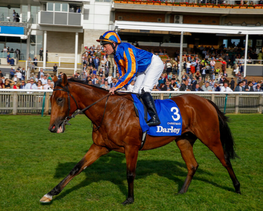 The Best Christmas Racehorse Names - Great British Racing